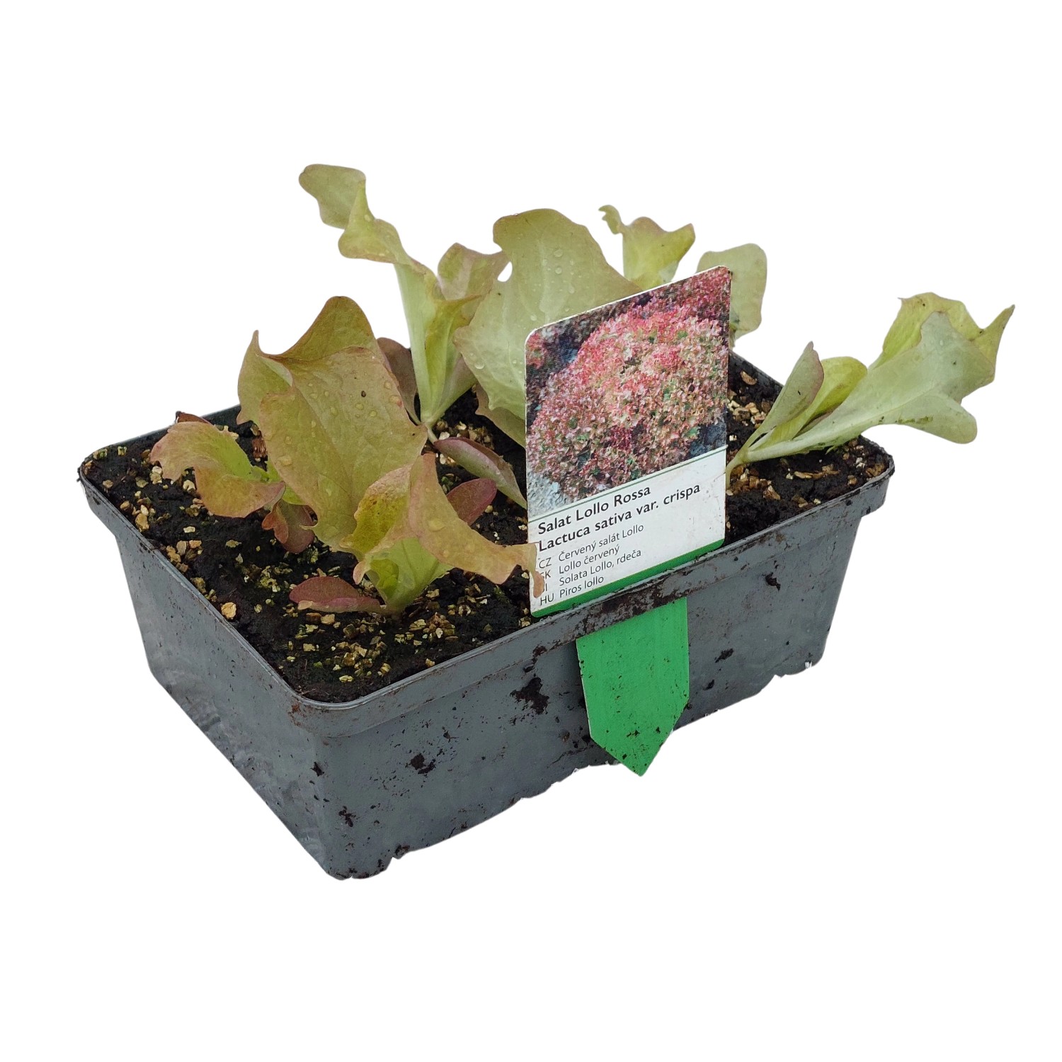 Lollo Rosso zöld saláta 6-os tál gyökérbojt Lactuca sativa var. Crispa ...