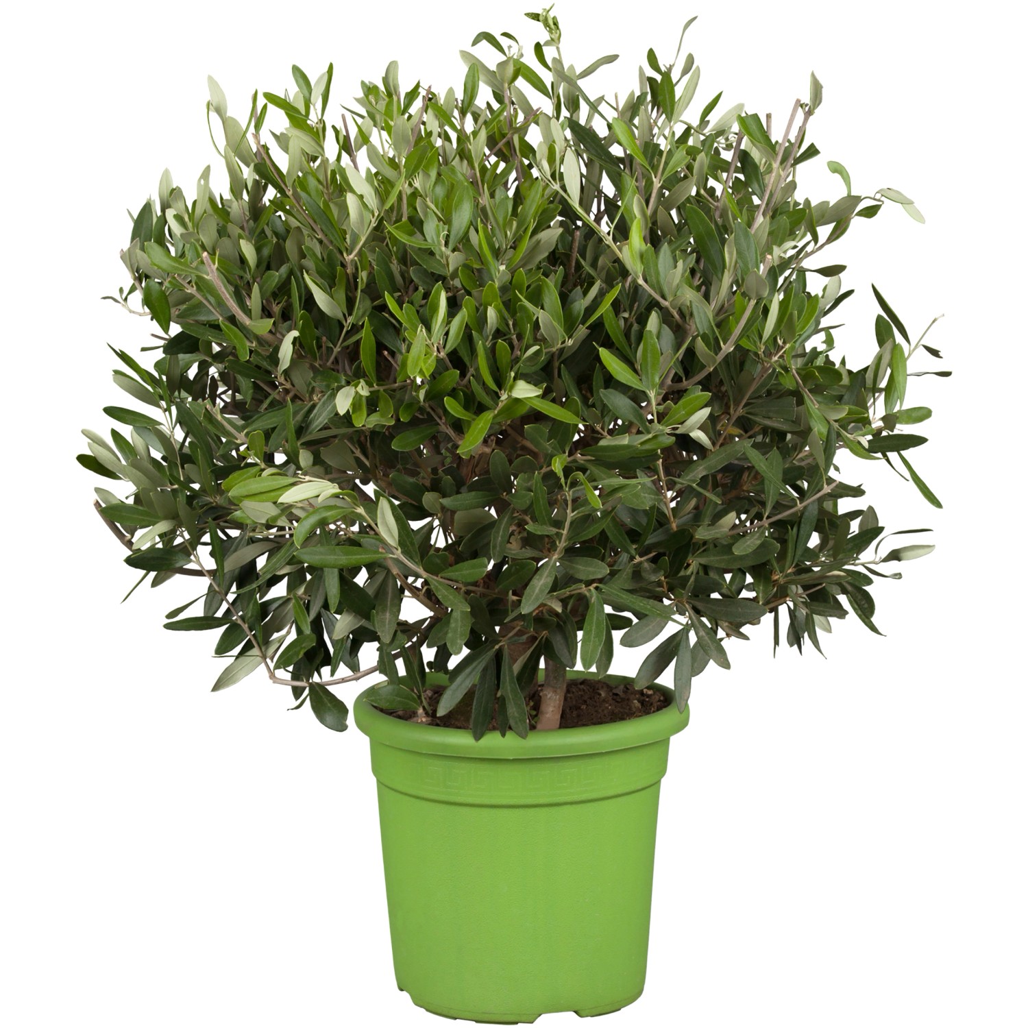 Olajfa-bokor magassága kb. 50-55 cm cserépátmérő kb. 20 cm Olea ...