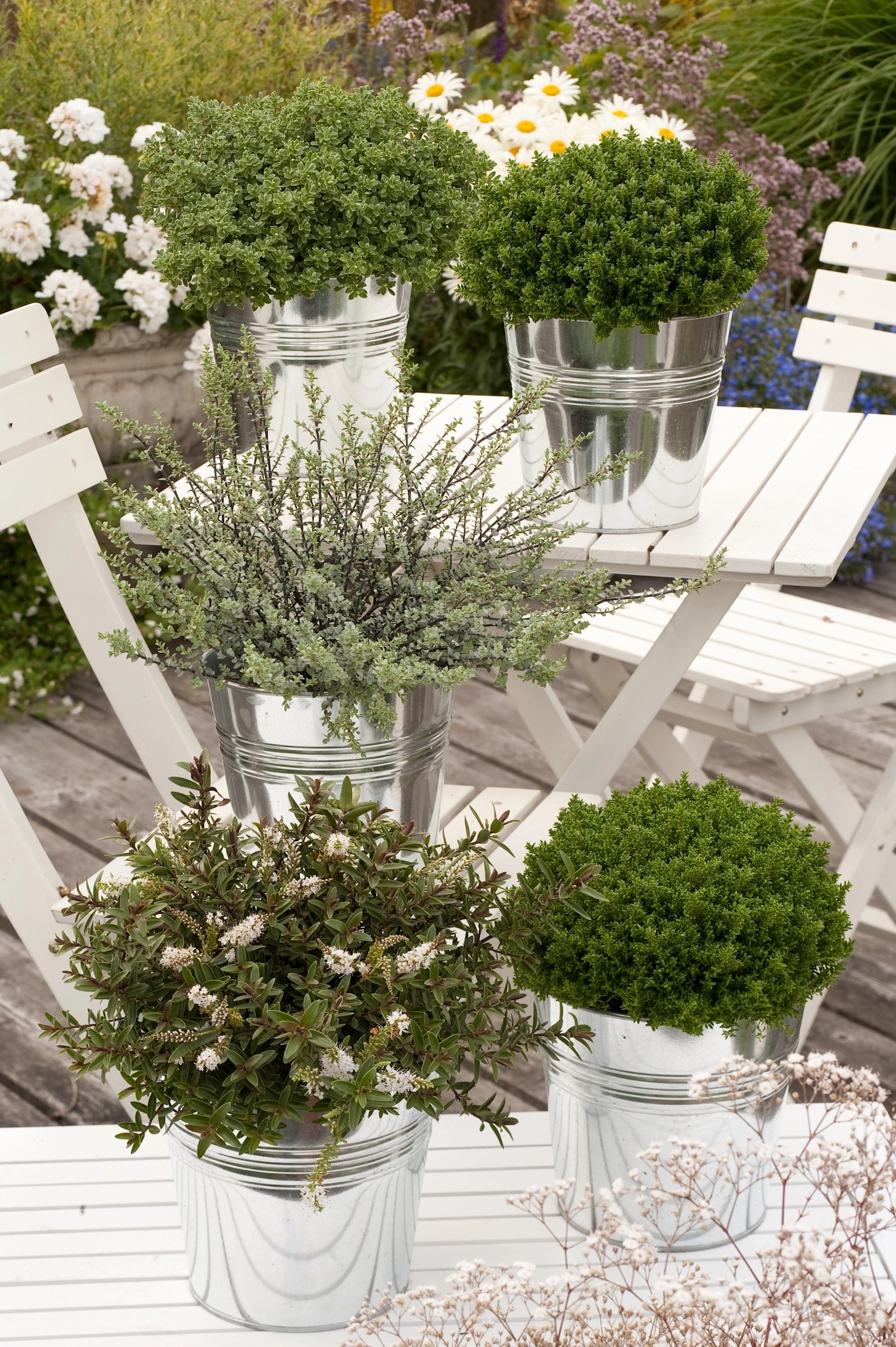 ÖrökZöld veronikacserje magasság kb. 40 cm cserépátmérő kb. 23 cm Zöld-sárga vásárlása az OBI -nál