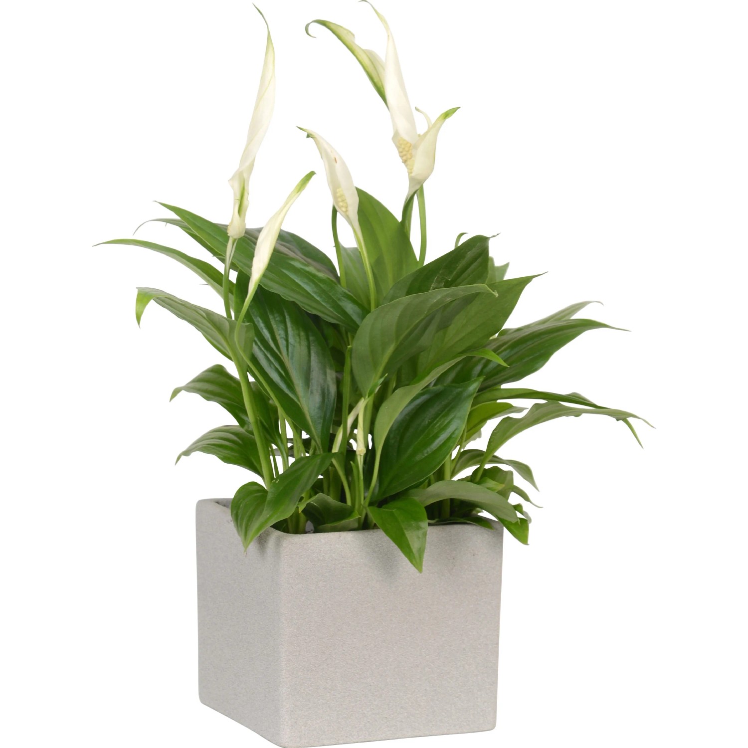 Vitorlavirág vagy hálóslevél kerámiában, cserépátmérő: kb. 12 cm ...