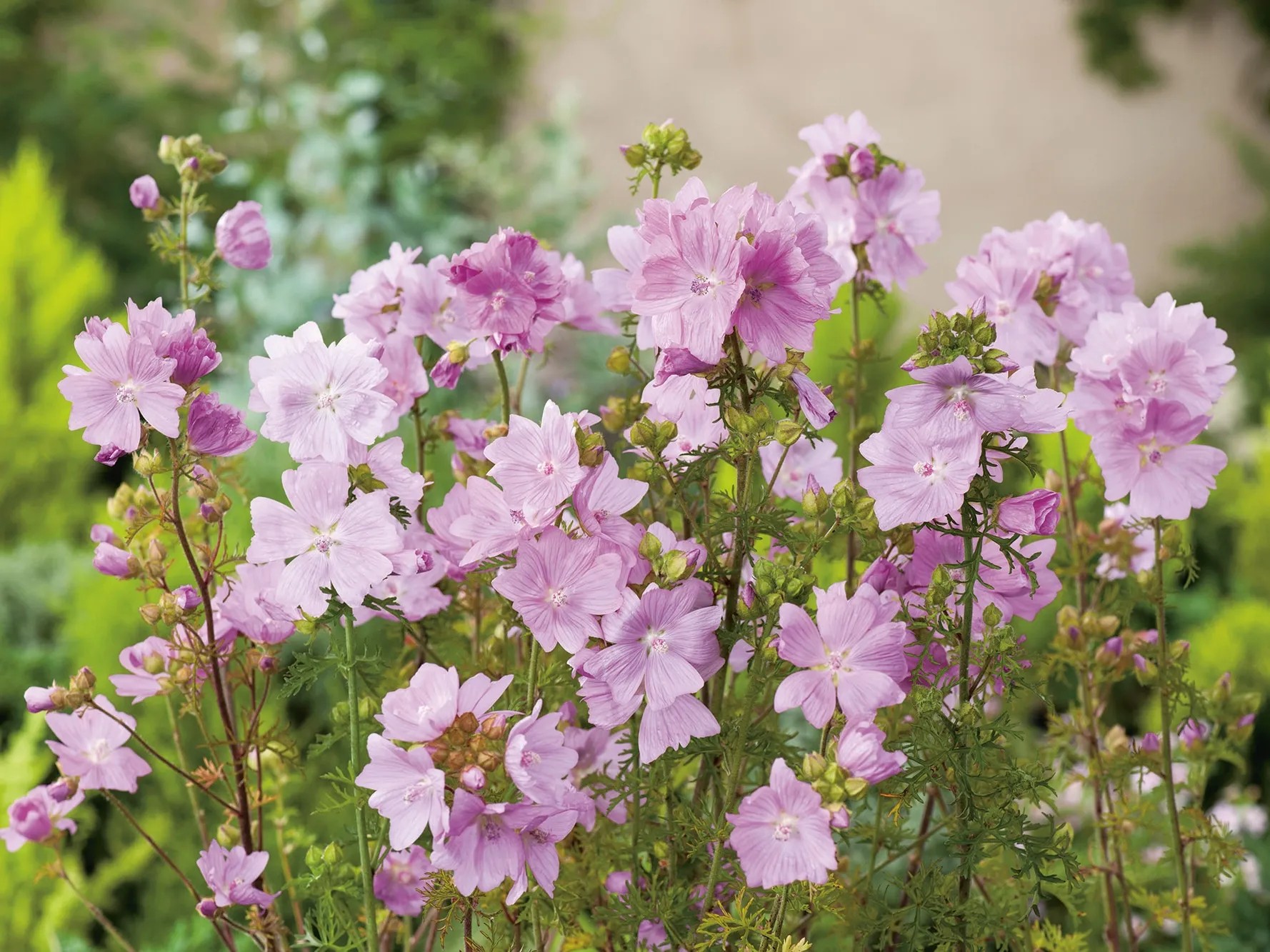 Pézsmamályva rózsaszín cserépátmérő: kb. 9 cm x 9 cm Malva vásárlása az ...