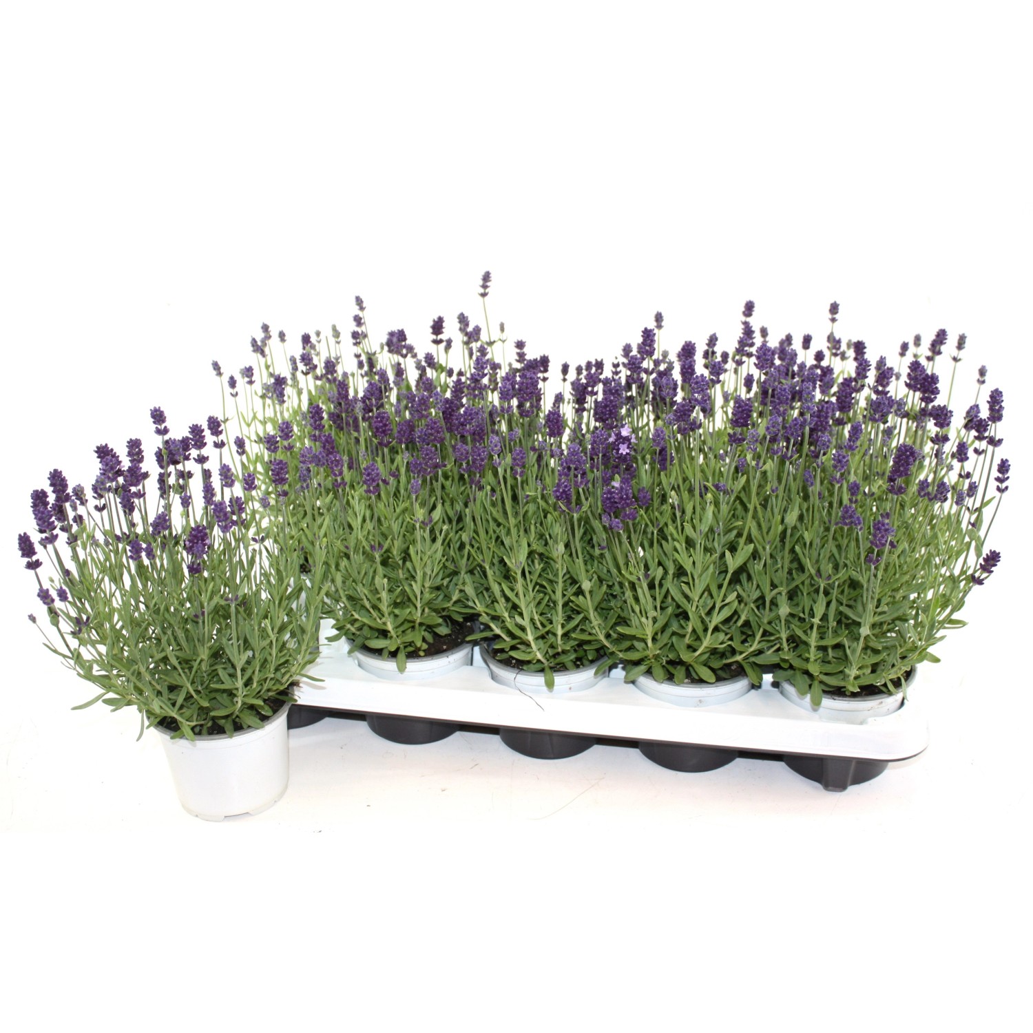 Közönséges levendula lila cserépátmérő kb. 10,5 cm Lavandula ...