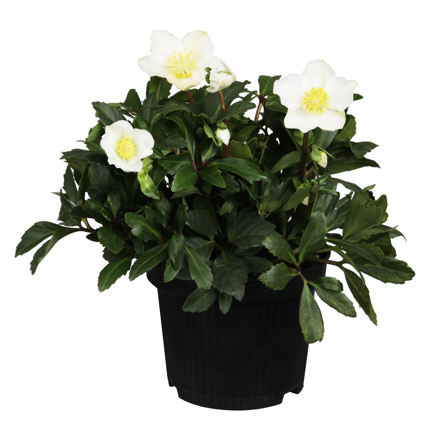 "HGC Wintergold" fekete hunyor fehér cserépátmérő kb. 17 cm Helleborus ...