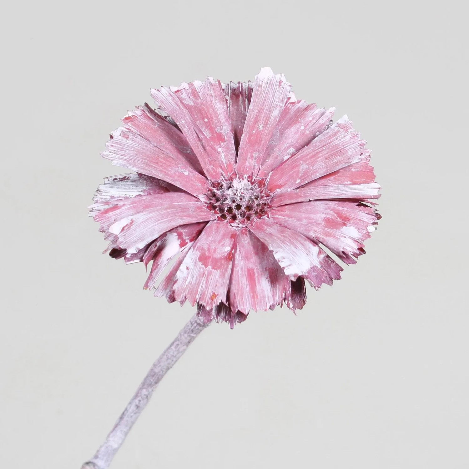 Protea Repens Erica Frosted dekor növény Piros vásárlása az OBI -nál