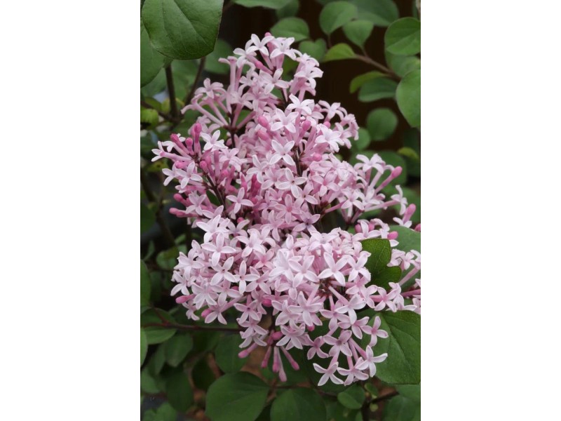 Bokrok vásárlása - OBI