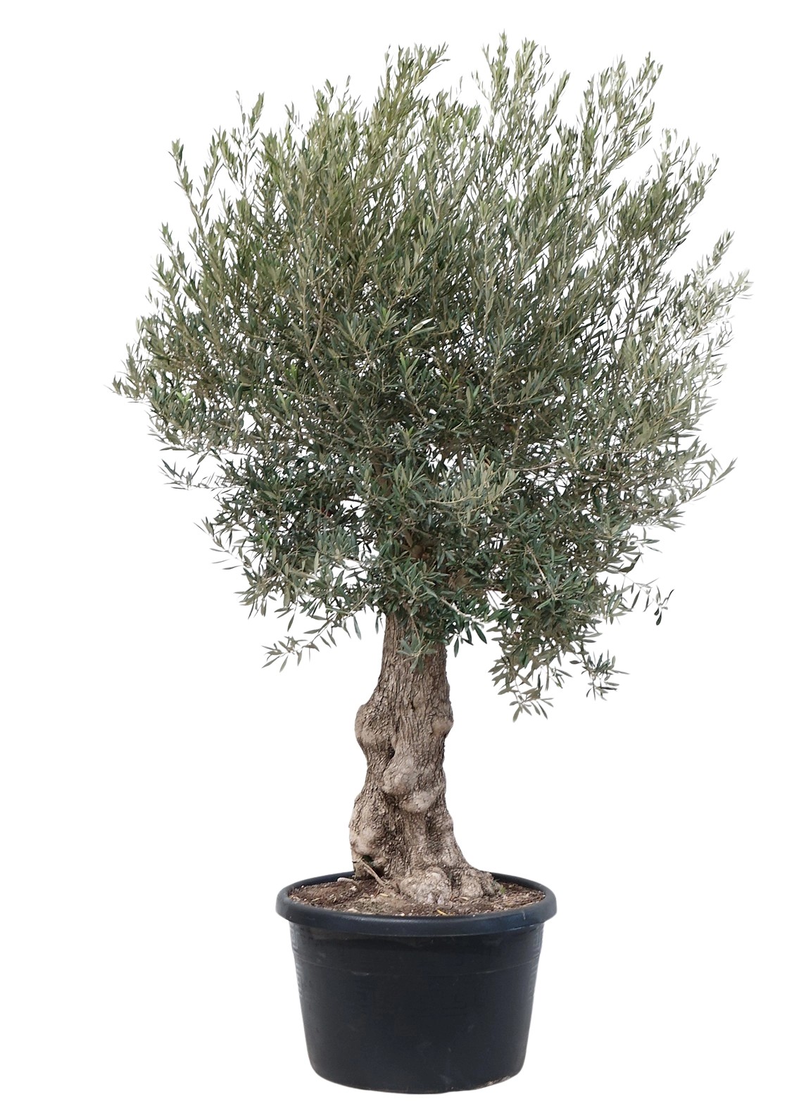 GROW by OBI olajfa magasság kb. 150 cm - 175 cm cserép kb. 170 l Olea ...