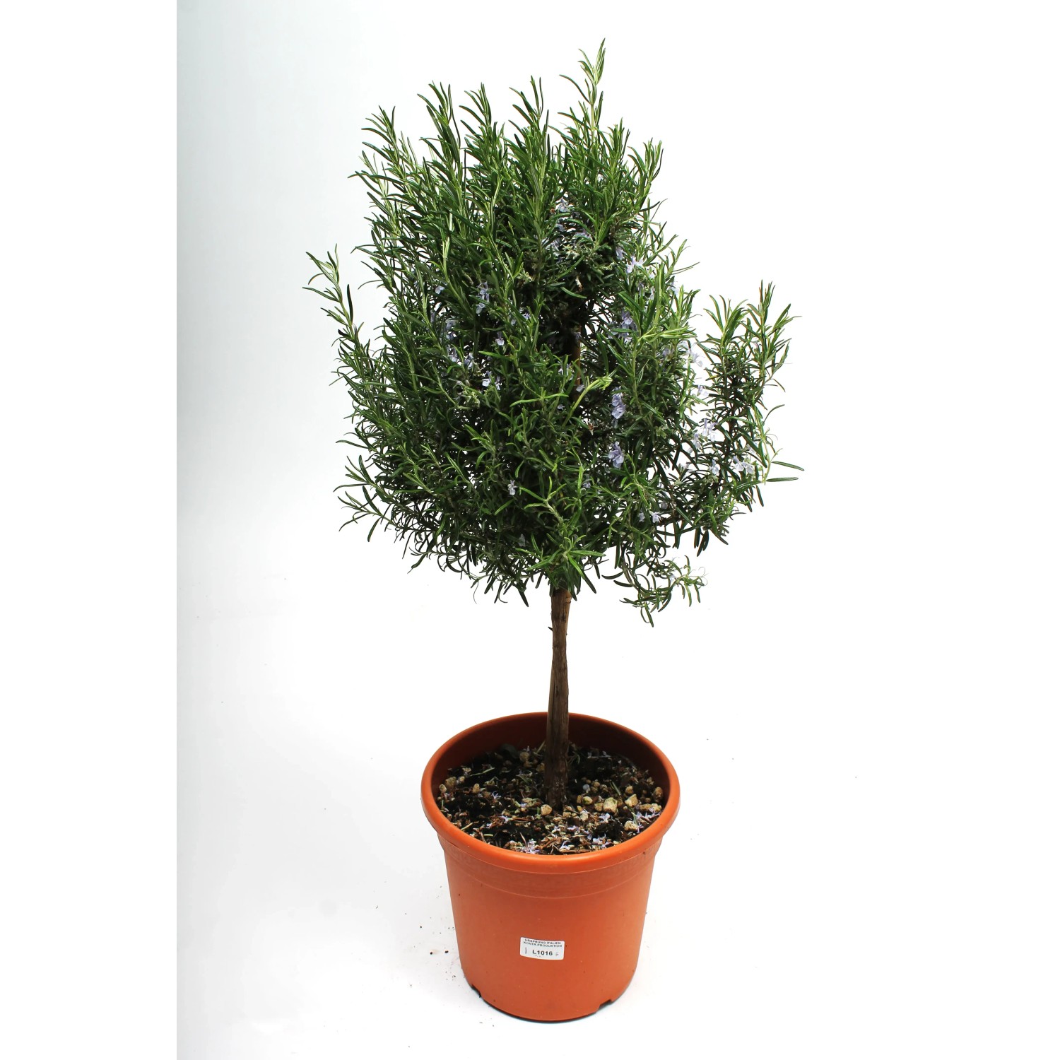 Rozmaring fa 25 cm vásárlása - OBI