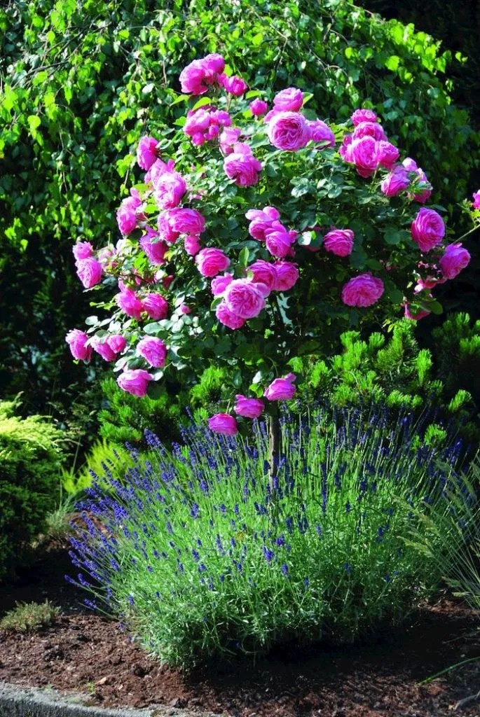 Bokor rózsa "Patiohit" rózsaszín kb. 17 cm-es cserépben vásárlása az ...