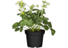 Fridulin eper cserépátmérő kb. 17 cm Fragaria x ananassa vásárlása az ...