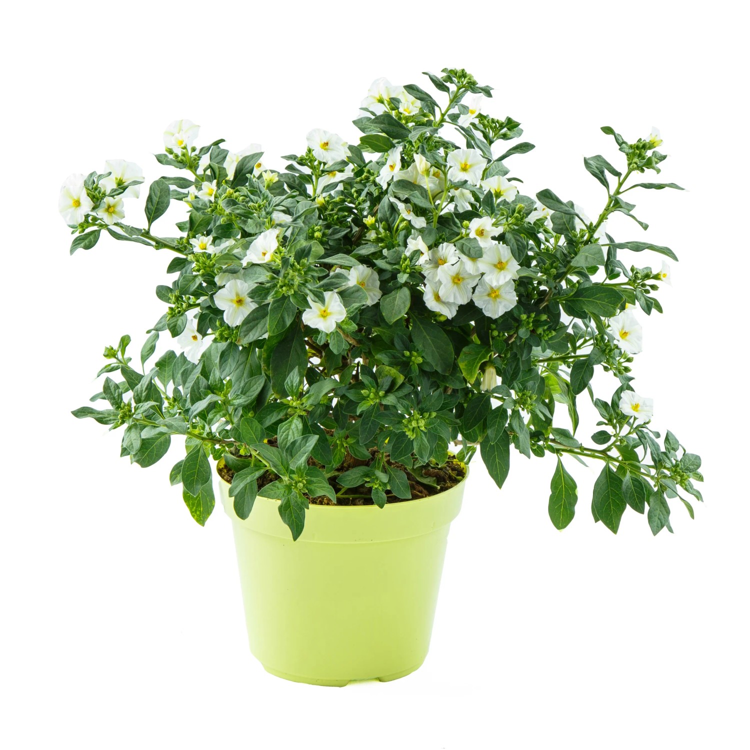 Enciánbokor cserje fehér mag. kb. 50 cm cserépátmérő 17 cm Solanum ...