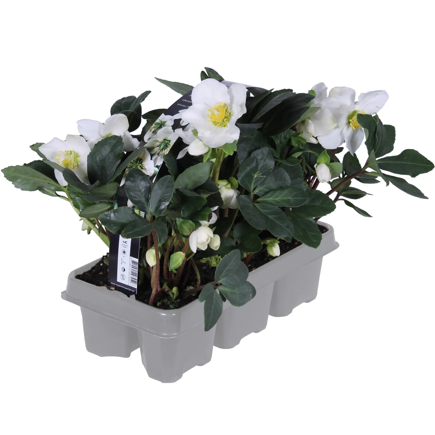 Fekete hunyor "Christmas Carol" 6 db-os szett fehér 10-20 cm Helleborus ...