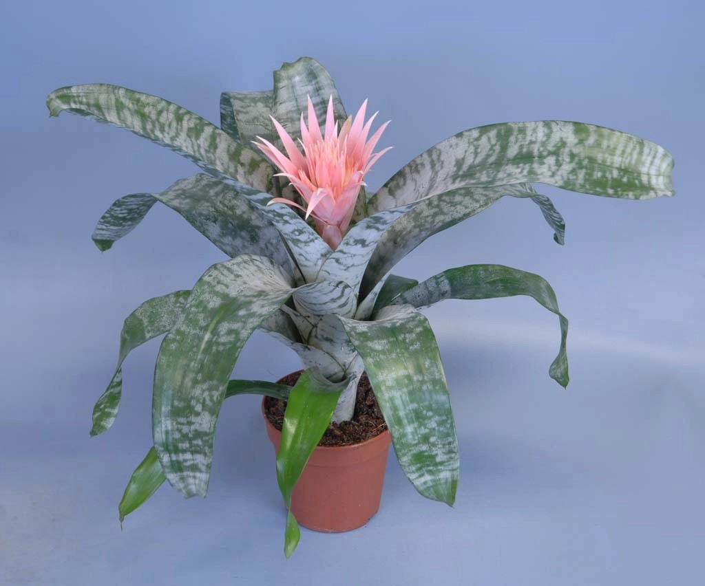 Bromélia különböző fajták cserépátmérő: kb. 15 cm vásárlása az OBI -nál