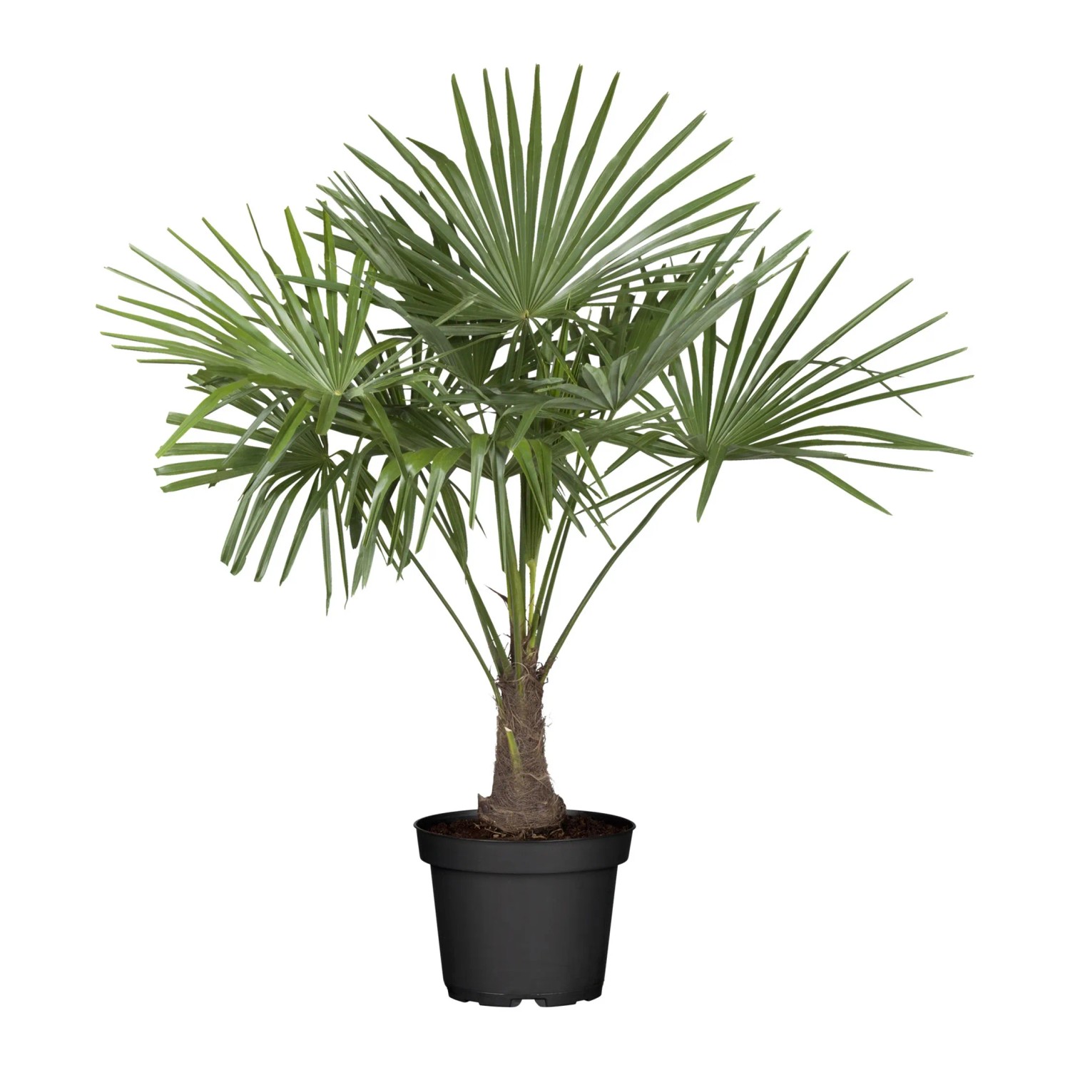 GROW by OBI kínai kenderpálma magasság kb. 100 cm - 120 cm