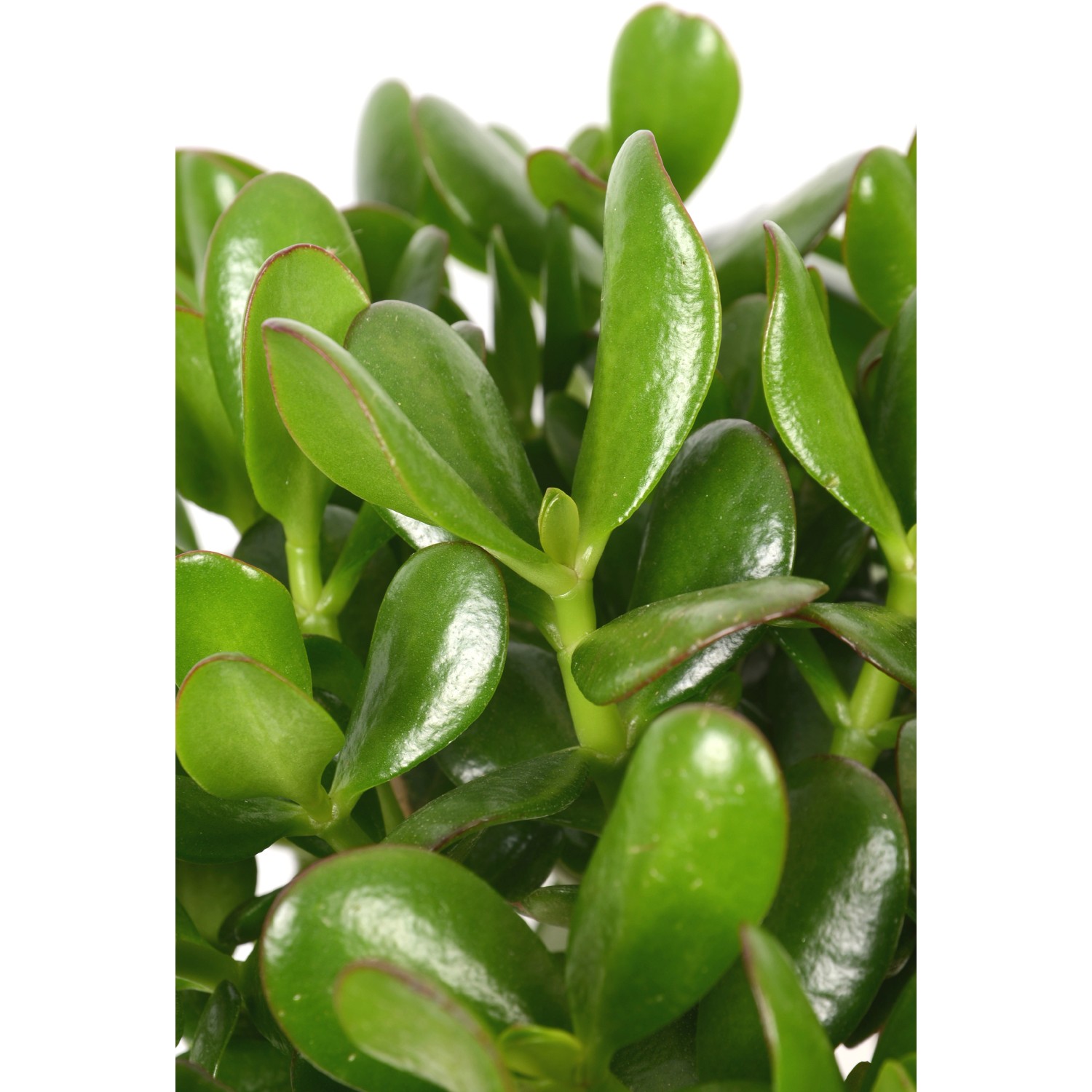 Pozsga különböző fajták cserépátmérő: kb. 12 cm Crassula magassága kb ...