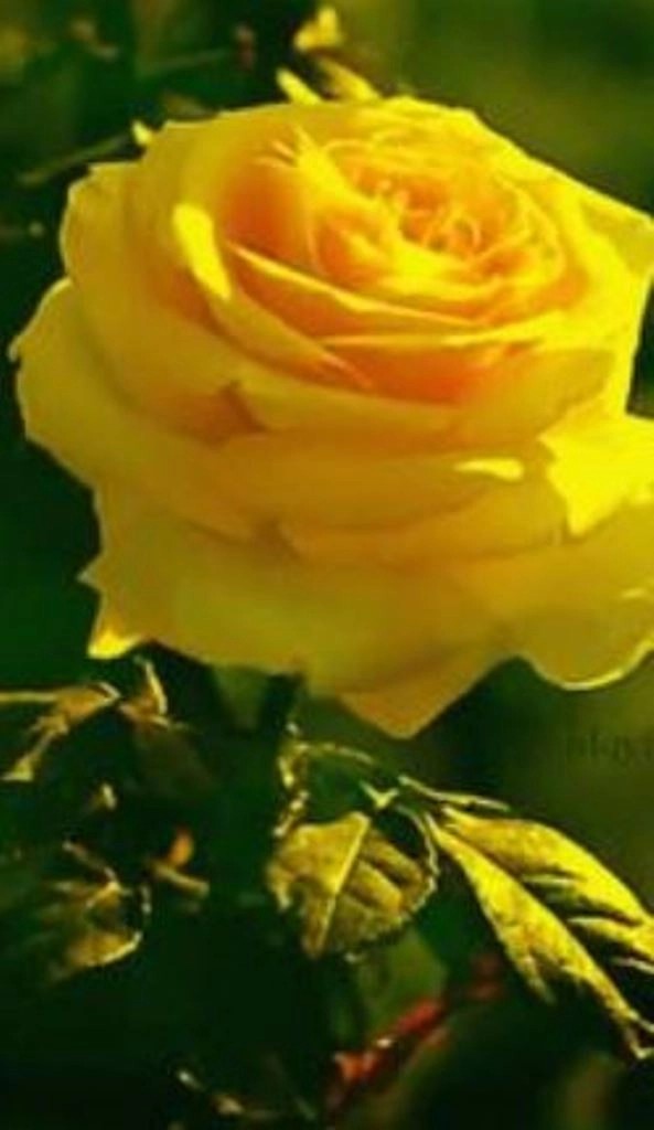 Bokor rózsa "Patiohit" narancssárga kb. 17 cm-es cserépben vásárlása az ...