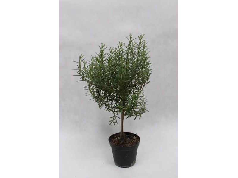 Rozmaring fa 14 cm