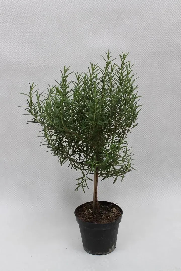 Rozmaring fa 14 cm vásárlása az OBI -nál