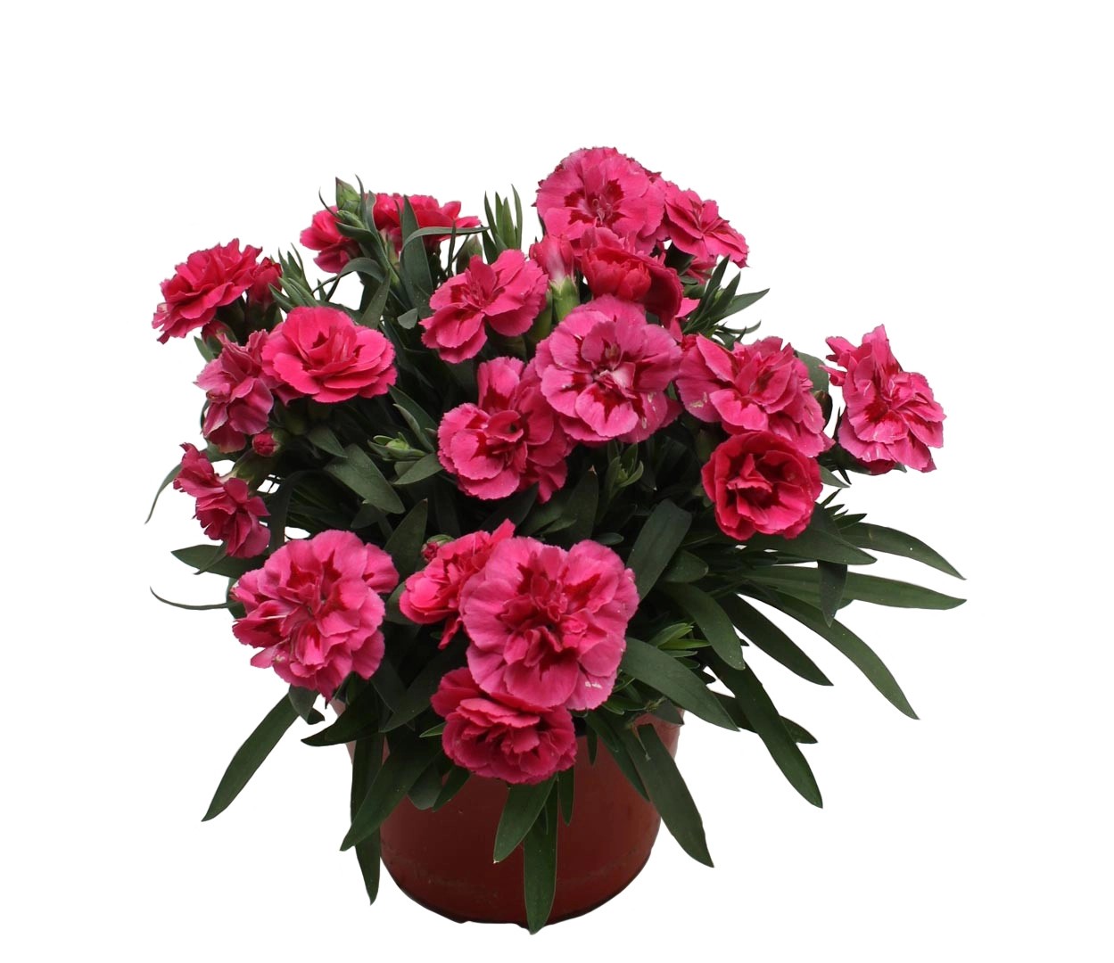 Dianthus Oscar 14 cm-es cserépben vásárlása az OBI -nál