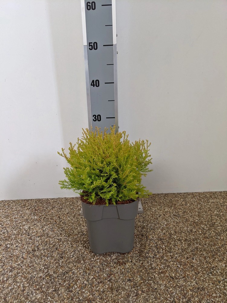 Nyugati tuja 'Rheingold' vásárlása - OBI