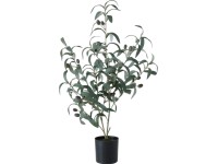 Olajfa vásárlása - OBI