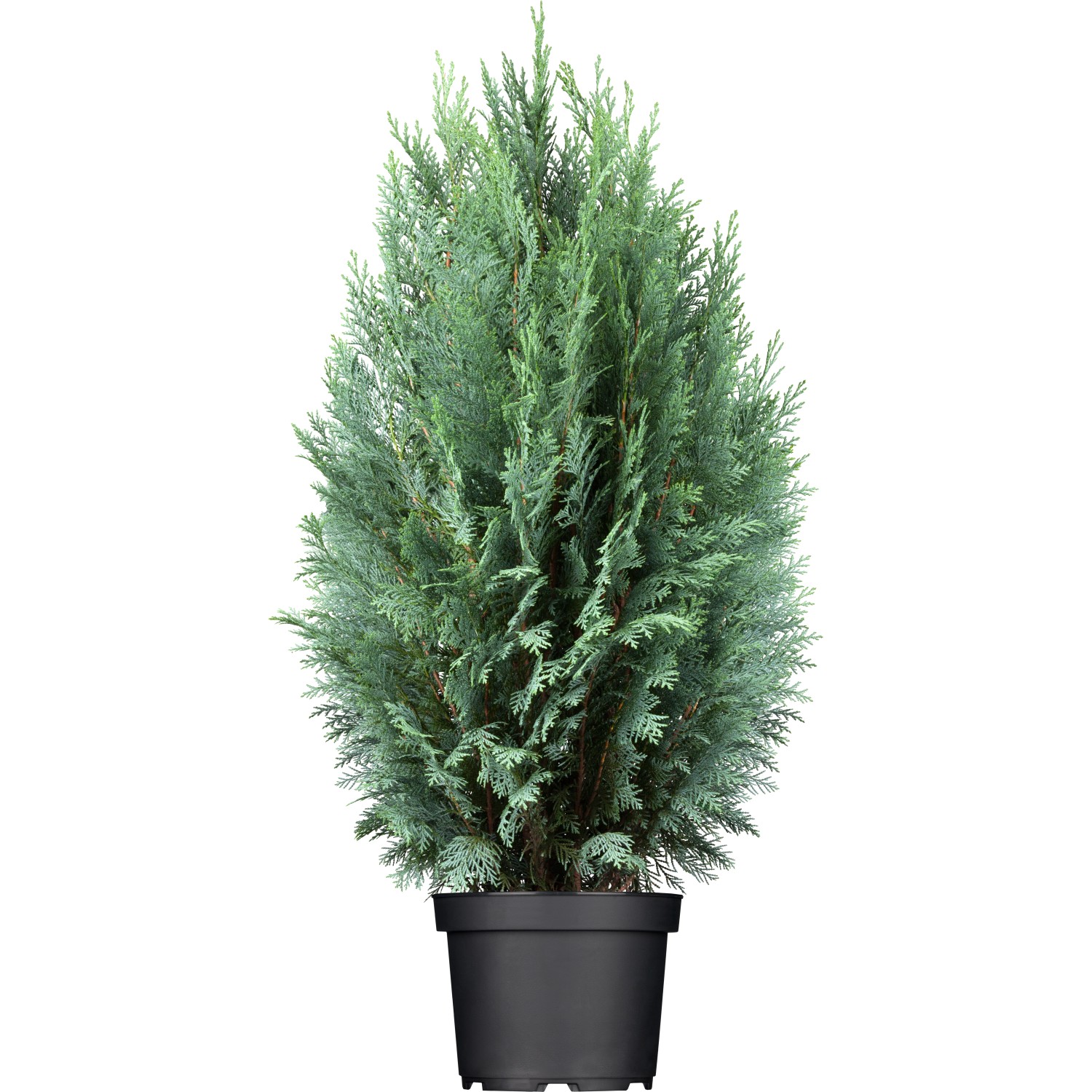 Tuja vásárlása az OBI -nál