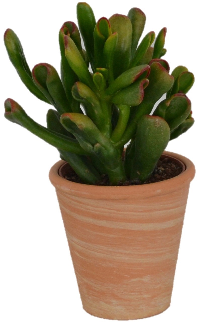 Pozsgafa kerámiában cserépátmérő: kb. 8,5 cm Crassula vásárlása az OBI -nál