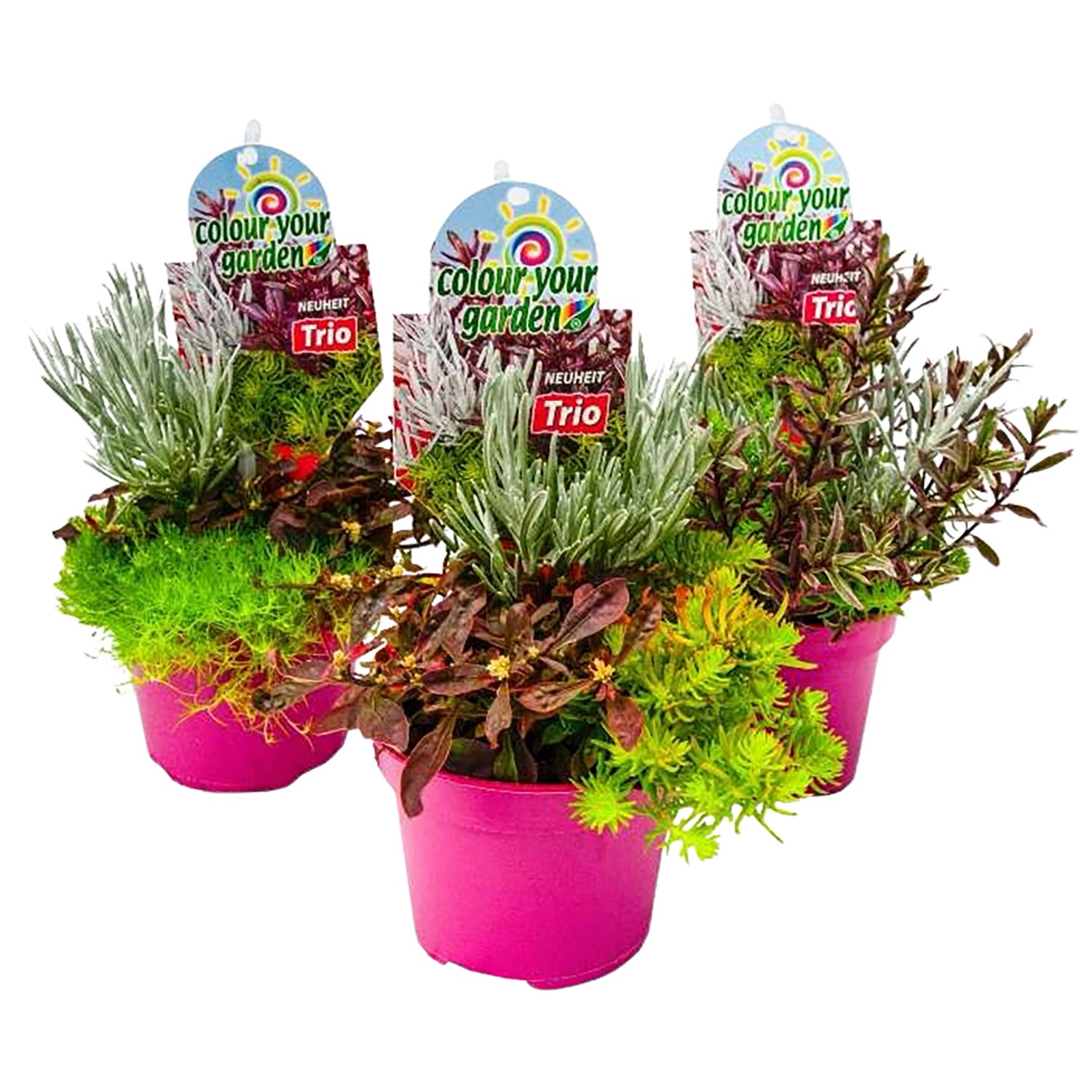 Colour your Garden Trio válogatás magasság kb. 10-15 cm cserépátmérő kb. 13 cm vásárlása az OBI -nál