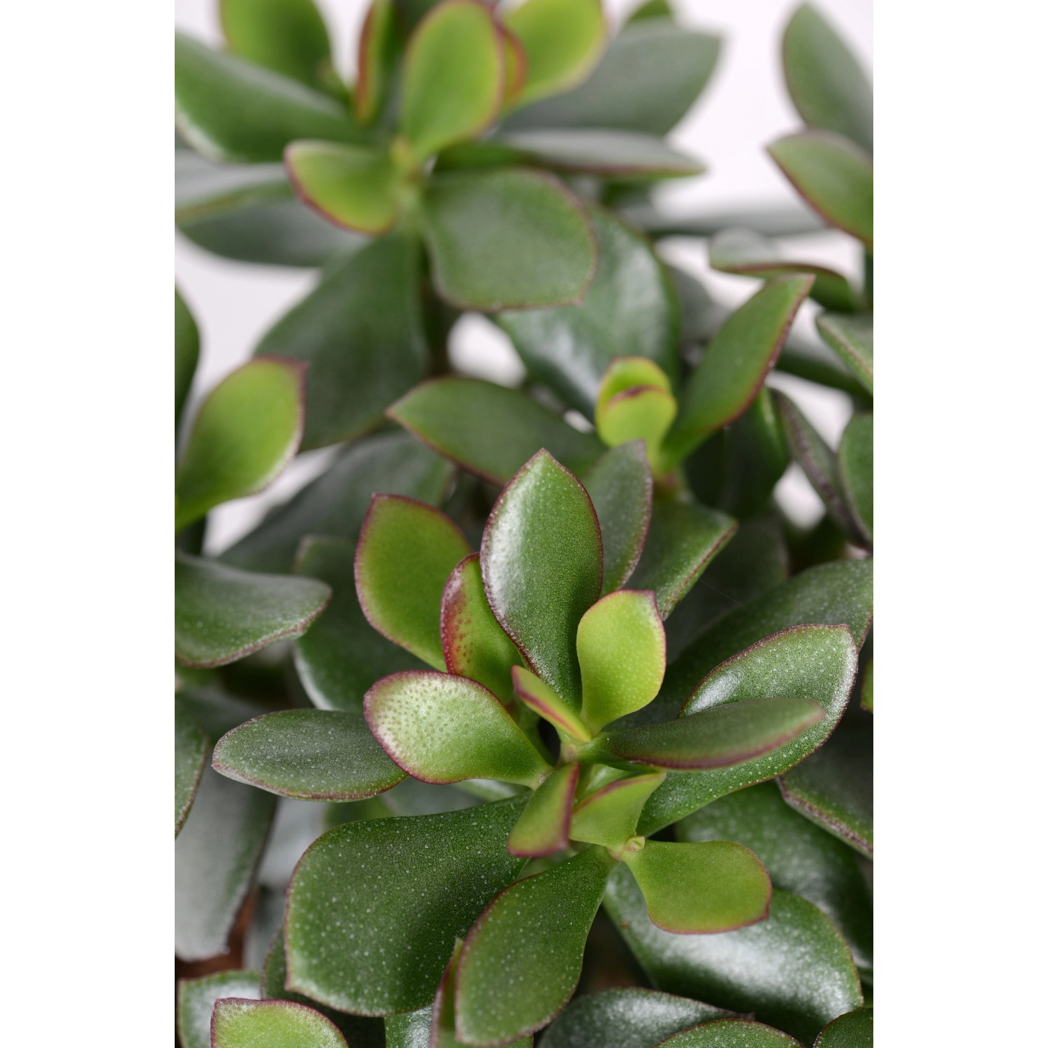 Pozsga különböző fajták cserépátmérő: kb. 12 cm Crassula magassága kb. 15 cm vásárlása - OBI