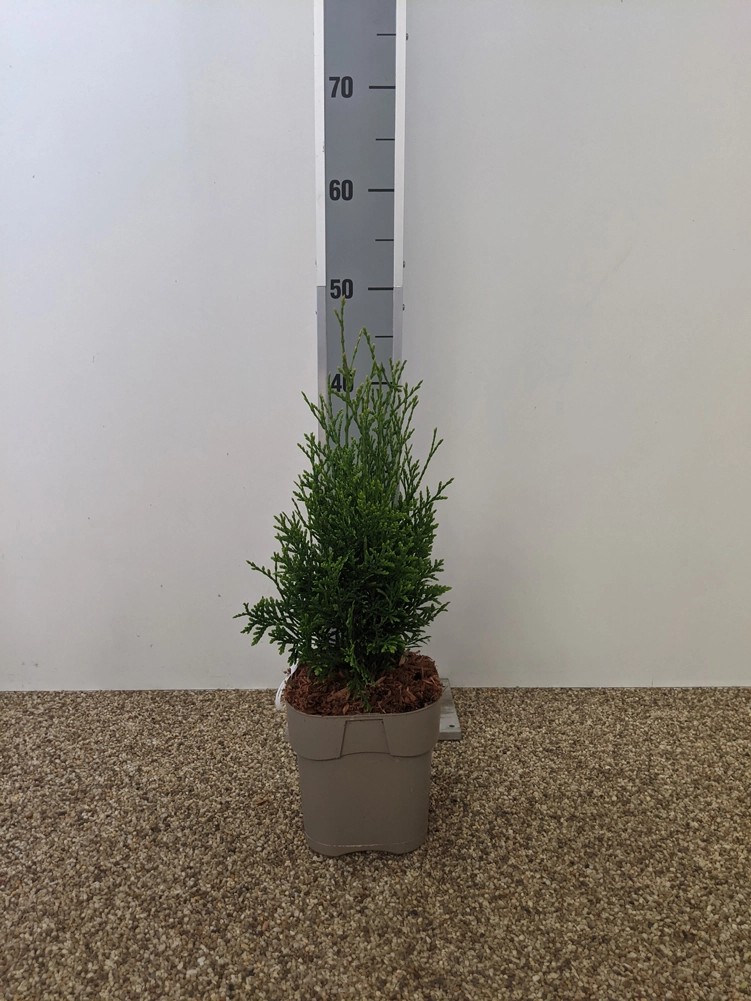 Nyugati tuja 'King of Brabant' vásárlása az OBI -nál