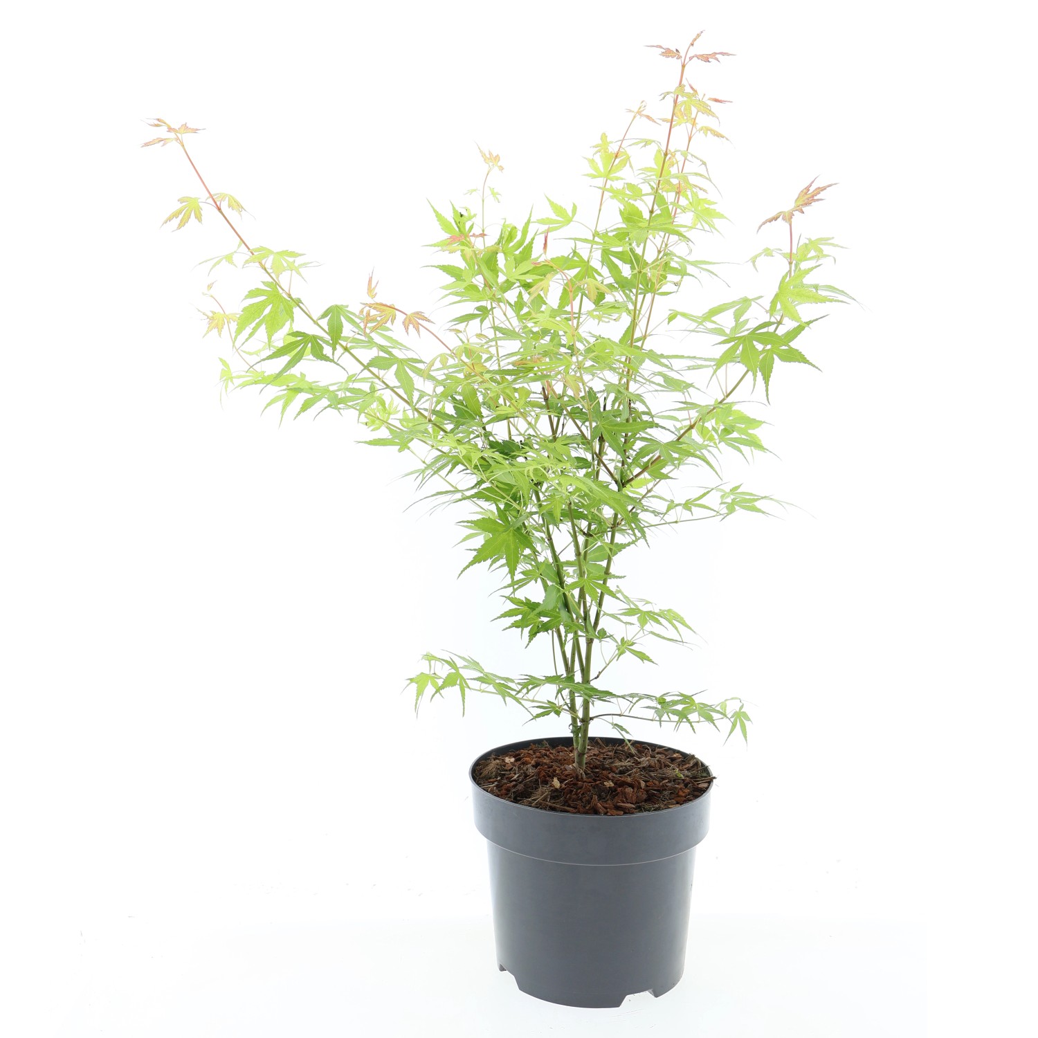 Japán ujjas juhar 7-féle változatban magasság kb. 40 cm - 60 cm Acer ...