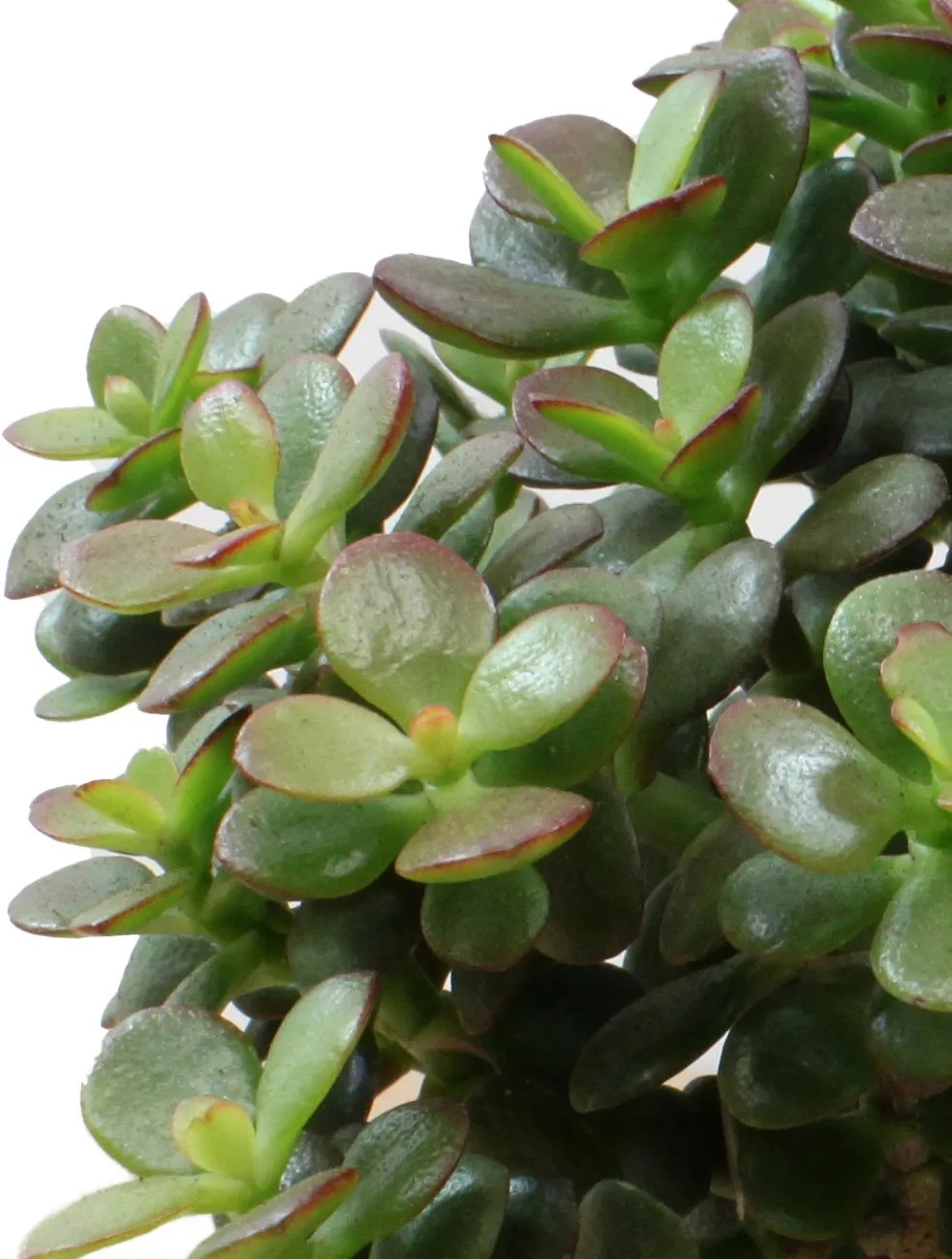 Majomfa "Minor" magassága: kb. 20 cm cserépátmérő: kb. 15 cm Crassula ...