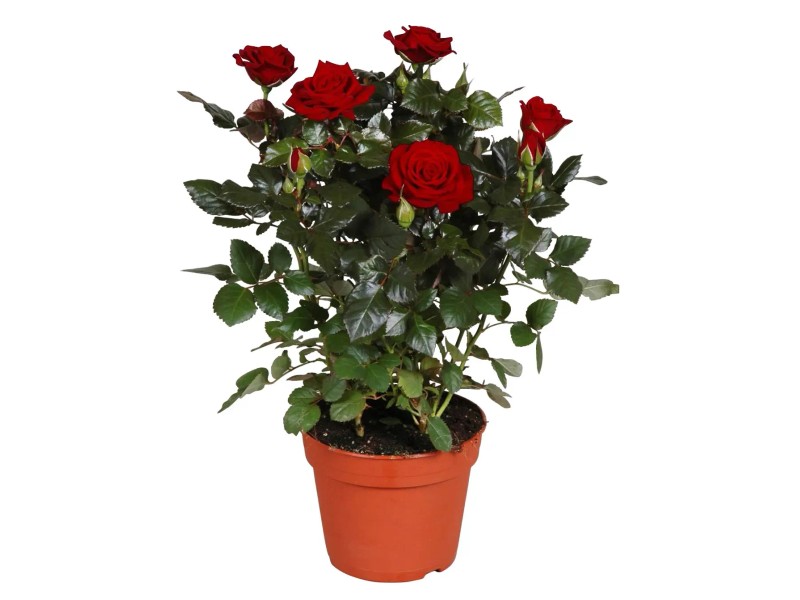 GROW by OBI Rózsa piros cserépátmérő: kb. 13 cm Rosa