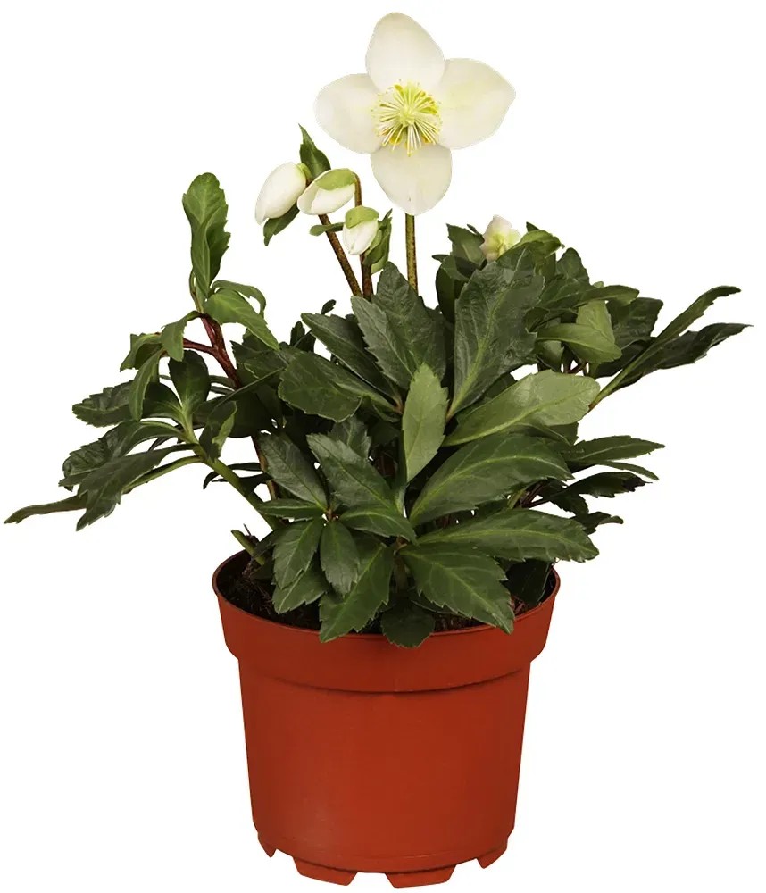 Fekete hunyor fehér cserépátmérő: kb. 13 cm Helleborus