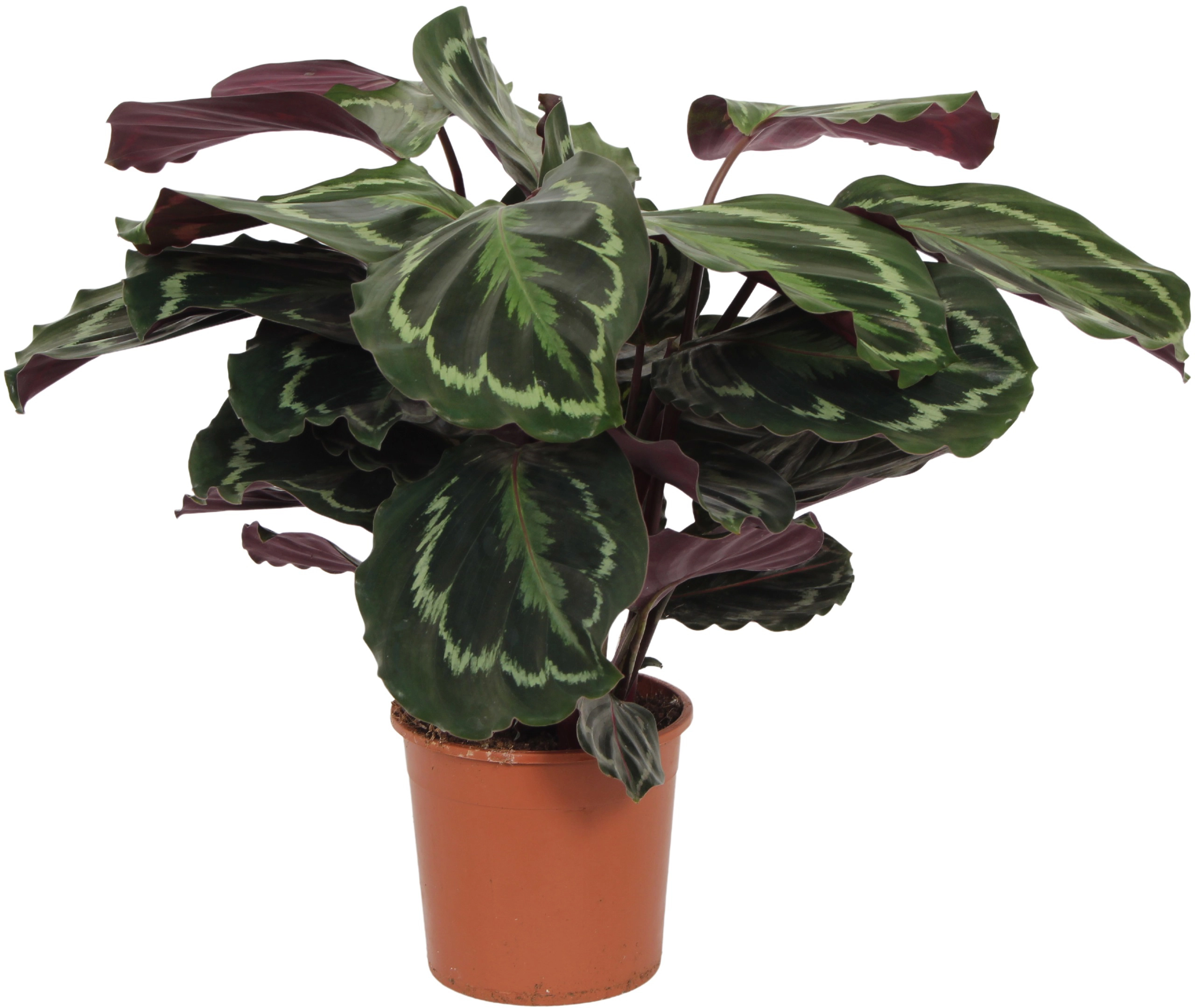 GROW by OBI "Medallion" csíkos zebralevél ma. kb. 50 cm - 55 cm cseré. kb. 14 cm vásárlása - OBI