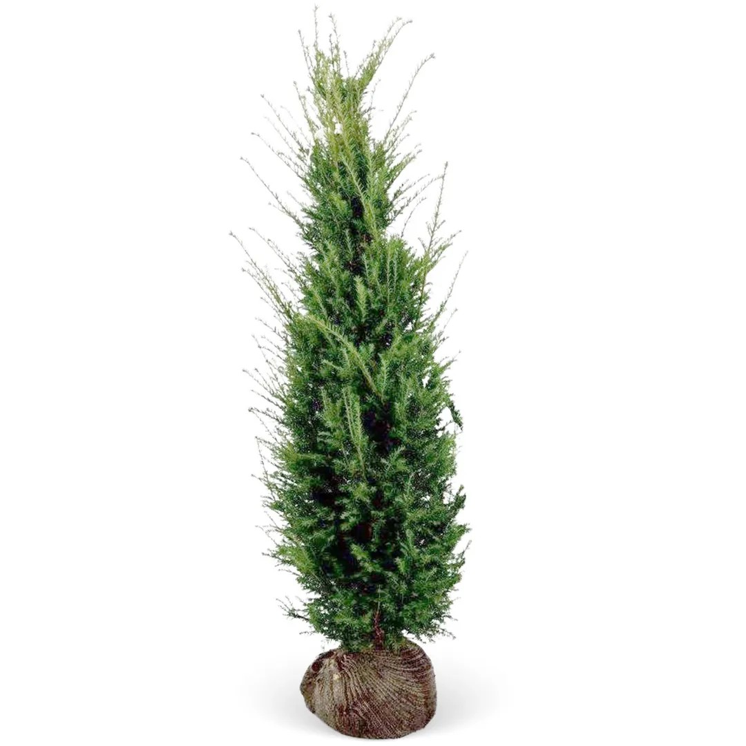 Tiszafa készlet 20 darab magasság kb. 120-140 cm bálaáru Taxus baccata