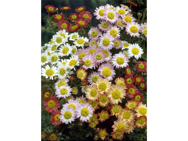 "Mini Mums" krizantém cserépátmérő kb. 13 cm Chrysanthemum vásárlása az ...