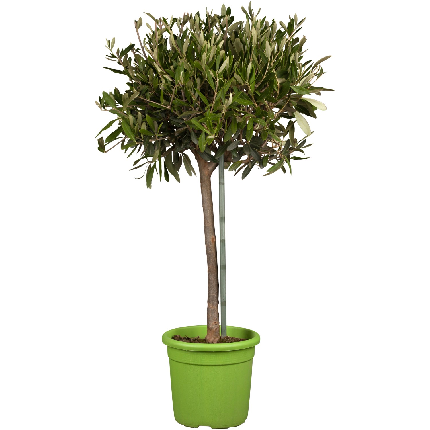 Olajfa magassága kb. 70-80 cm cserépátmérő kb. 18 cm Olea europaea ...