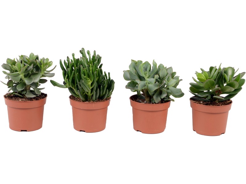 Pozsga különböző fajták cserépátmérő: kb. 12 cm Crassula magassága kb ...