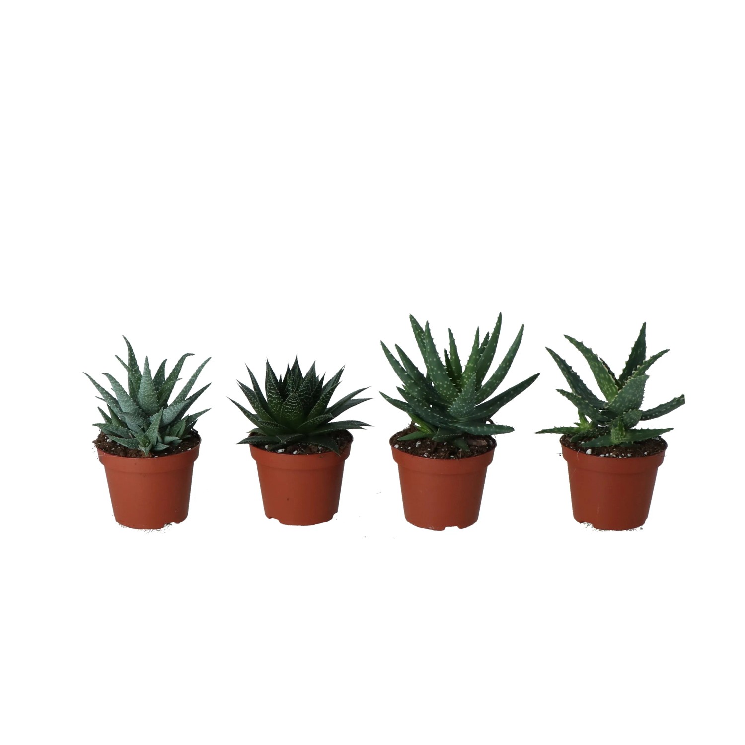 Szálkás aloé válogatás magasság kb. 10 cm - 15 cm cserépátmérő kb. 10,5 cm