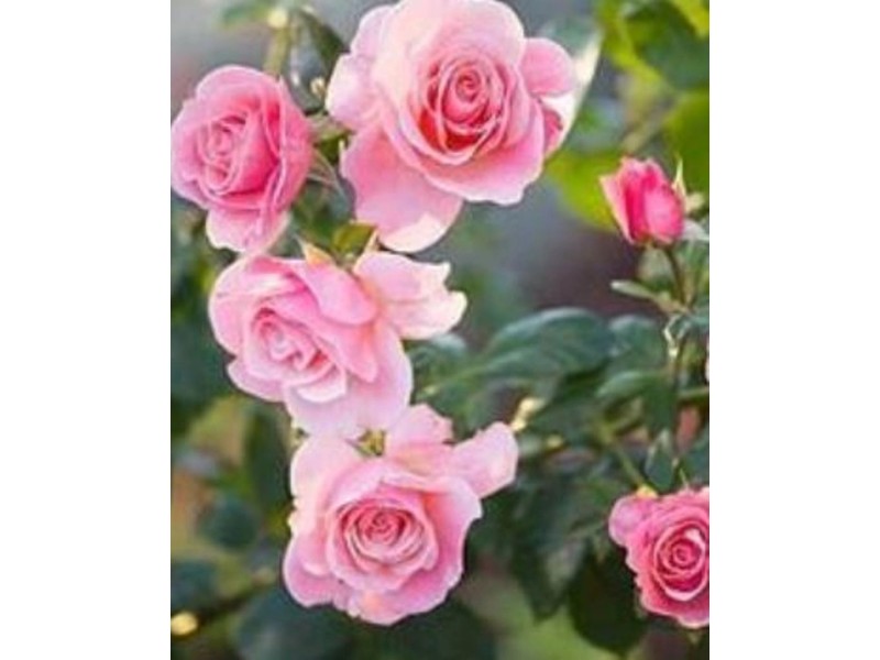 Bokor rózsa "Patiohit" rózsaszín kb. 17 cm-es cserépben vásárlása az ...