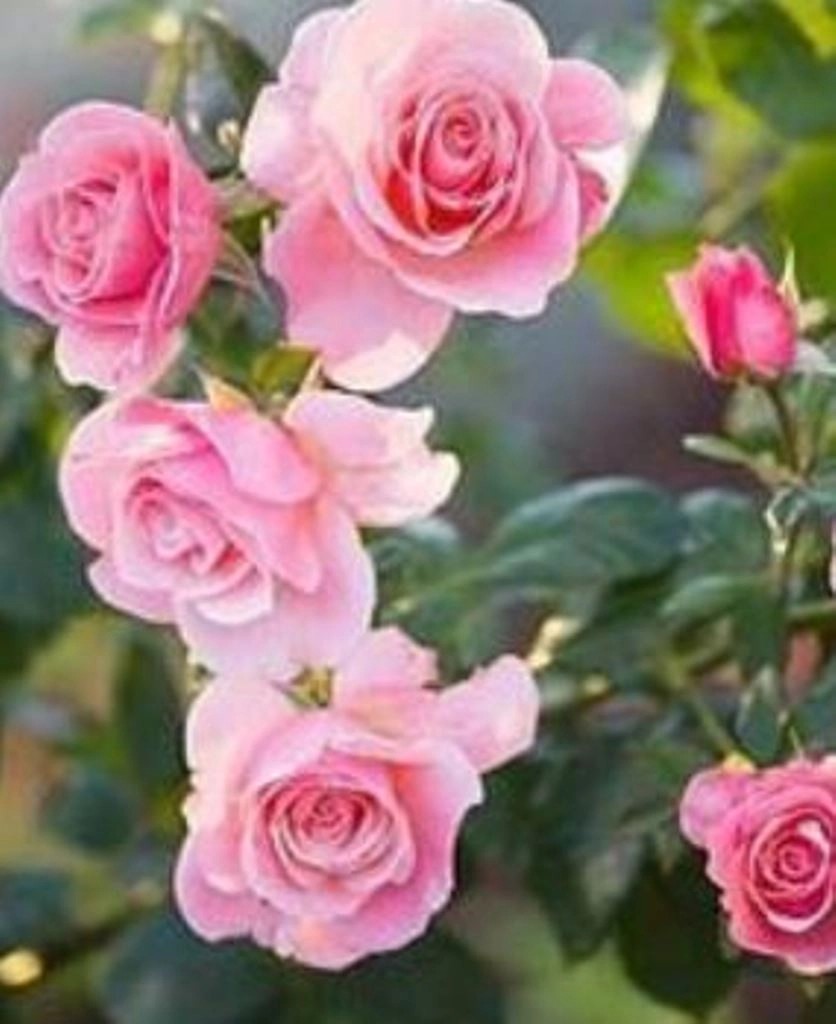 Bokor rózsa "Patiohit" rózsaszín kb. 17 cm-es cserépben vásárlása az ...