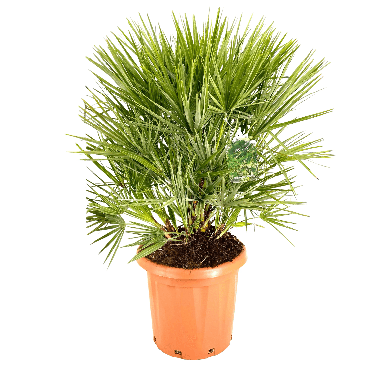GROW by OBI törpe lószőrpálma magasság kb. 60 cm - 80 cm Chamaerops humilis