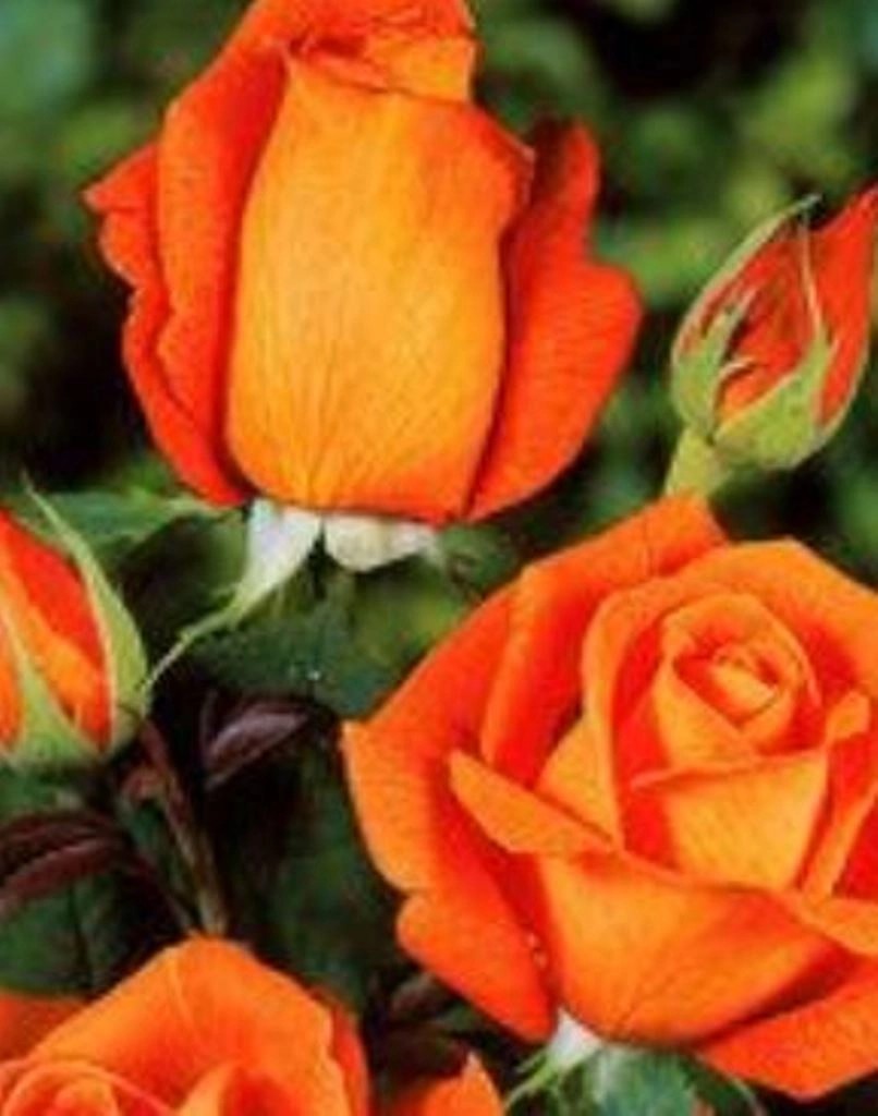 Bokor rózsa "Patiohit" narancssárga kb. 17 cm-es cserépben vásárlása az ...