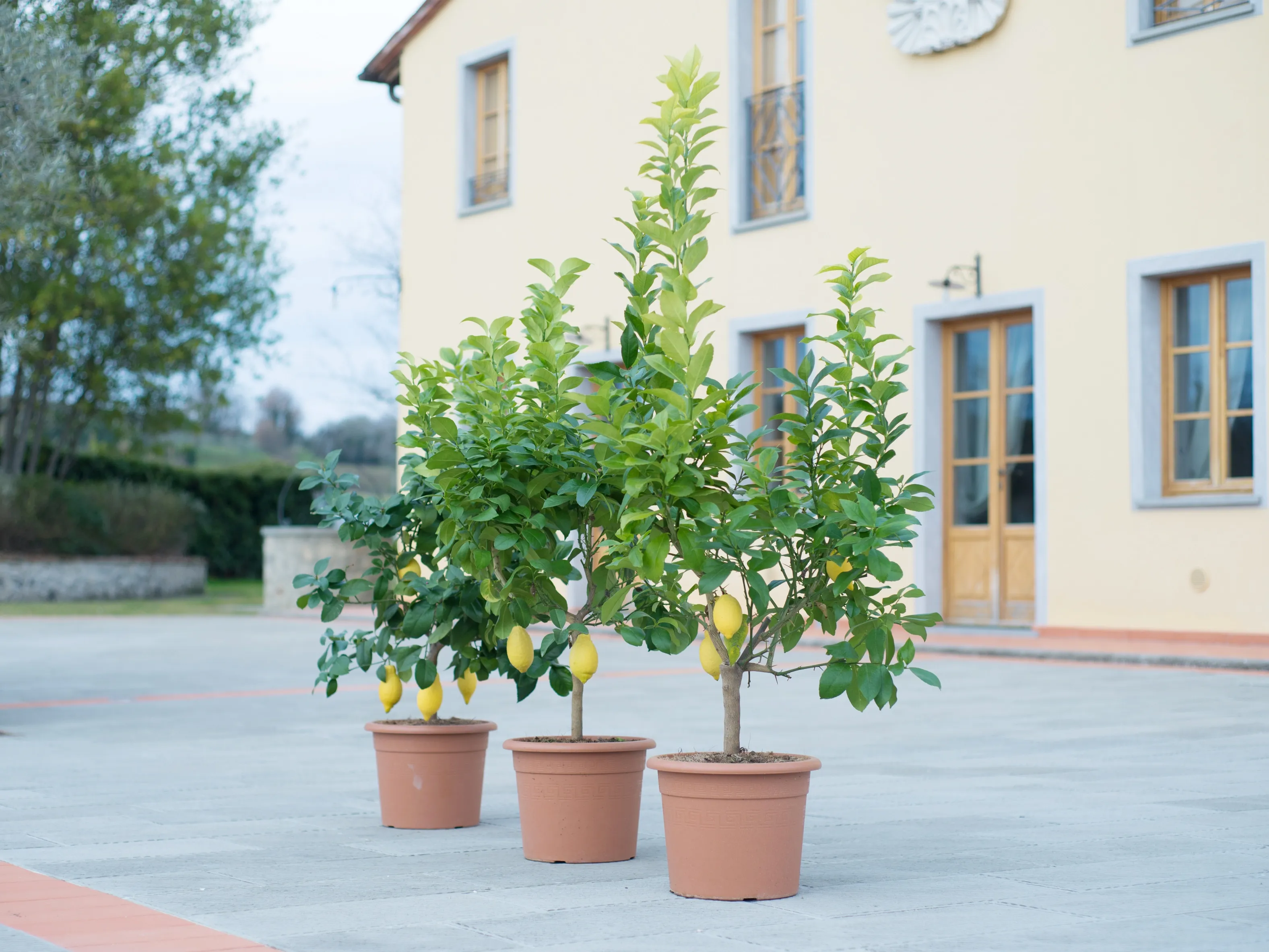 Citromfa Citrus in sorten vásárlása - OBI