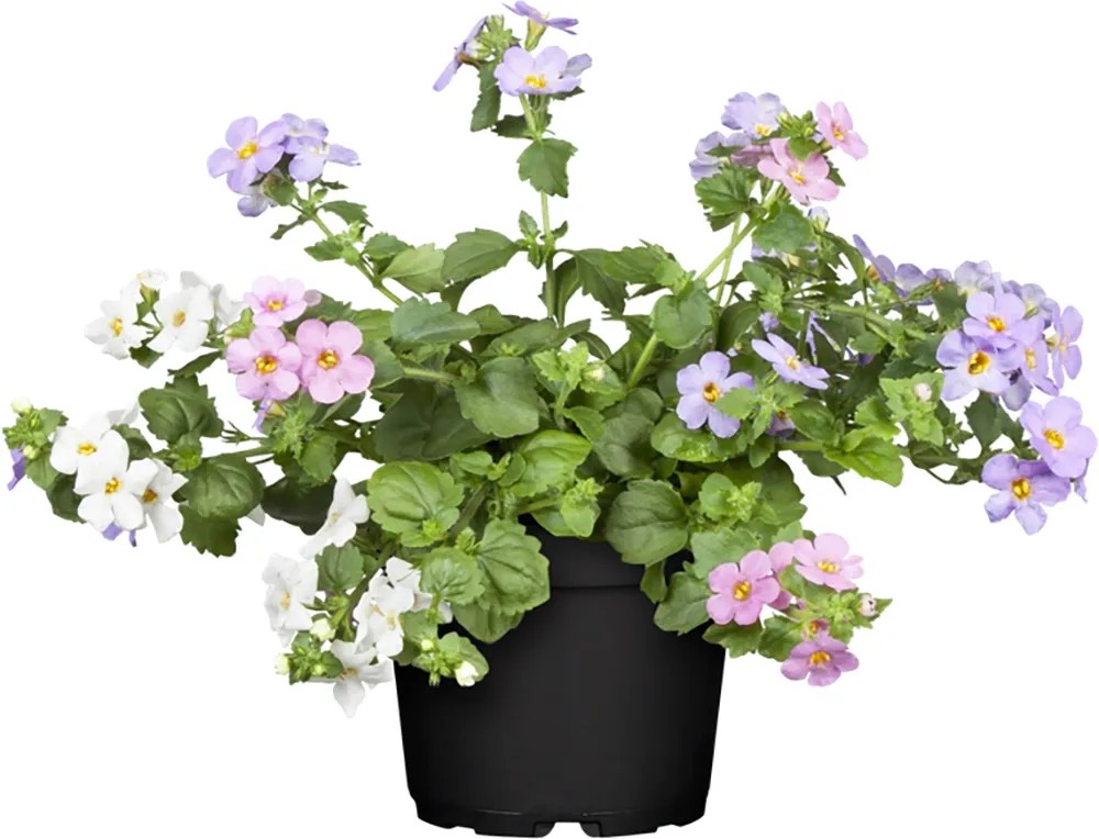 Bakopa "Trio" cserépátmérő: kb. 12 cm Bacopa vásárlása - OBI