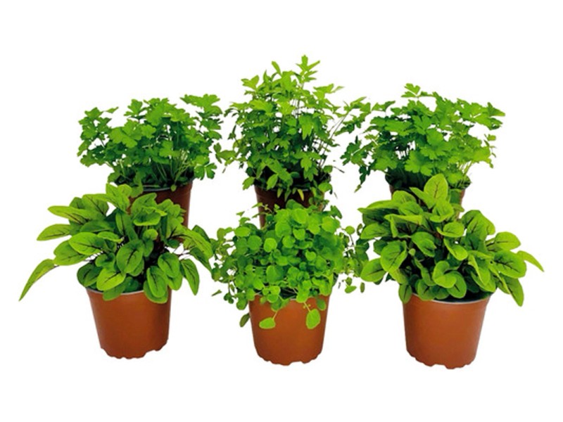 Bio kültéri fűszernövények vásárlása az OBI -nál