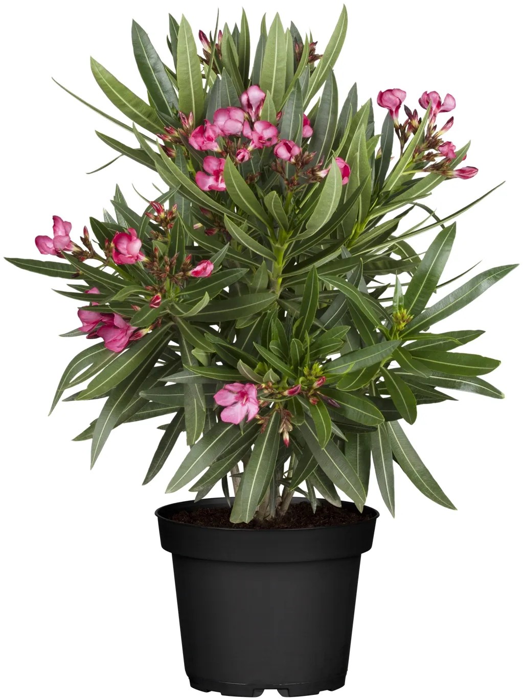 Leandertörzs magasság kb. 40-60 cm cserépátmérő kb. 26 cm Nerium oleander
