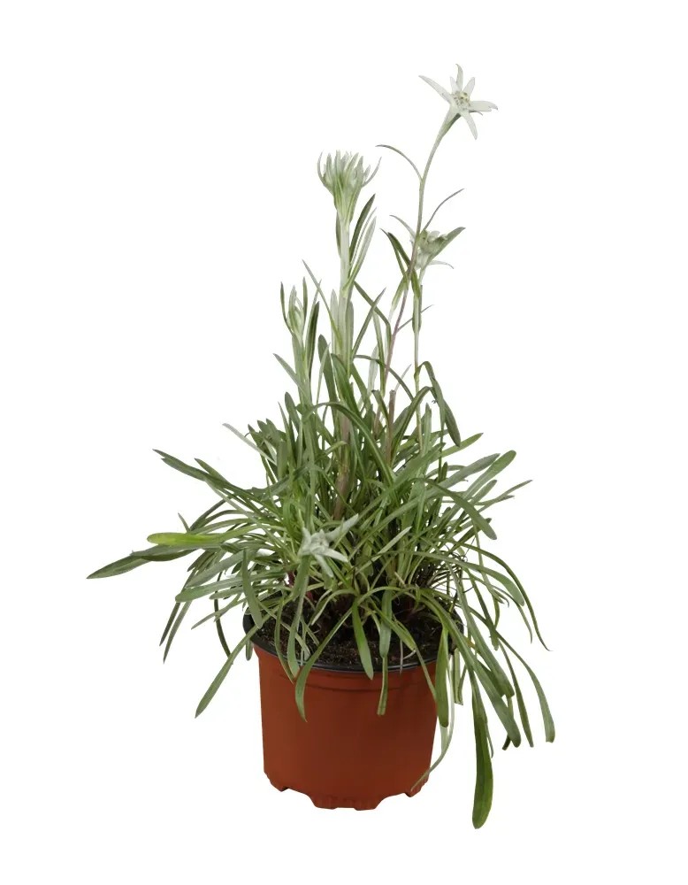 Havasi gyopár, fehér, cserépátmérő: kb. 9 cm vásárlása az OBI -nál