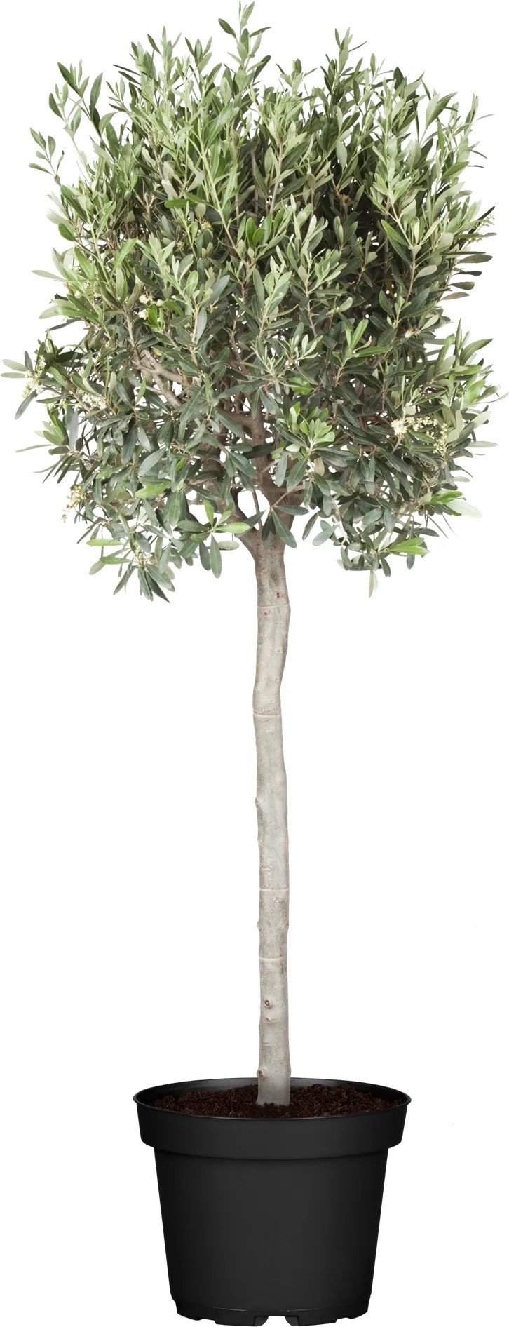 GROW by OBI olajfa törzses kb. 200 - 225 cm Olea europaea vásárlása az ...