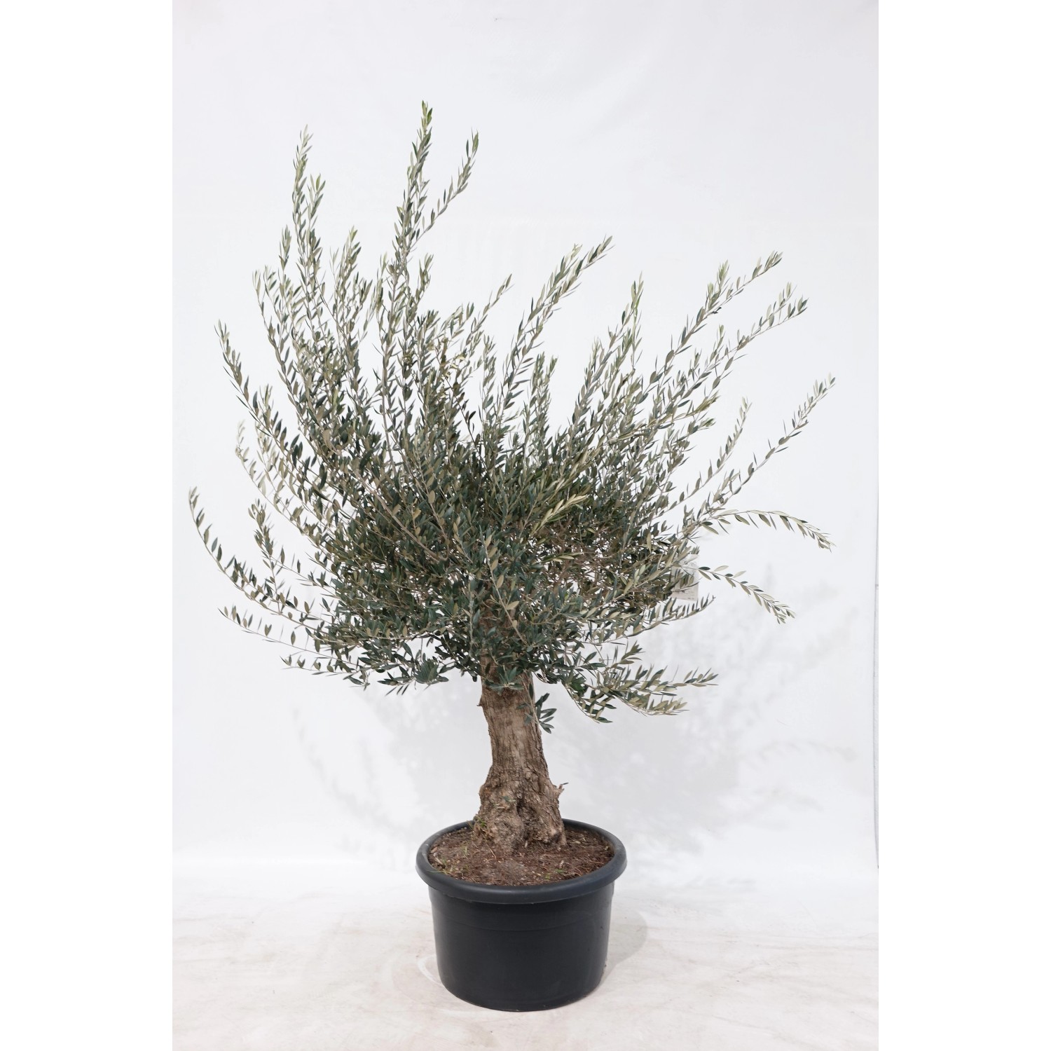 GROW by OBI olajfa tő magasság kb. 150-175 cm cserépátmérő kb. 60 cm ...